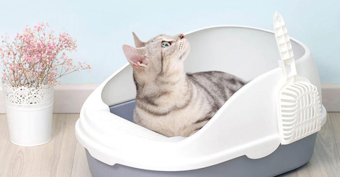 Cara Melatih Kucing Untuk Menggunakan Tandas | Nadz.my