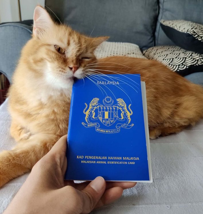 Cara Mohon Kad Pengenalan Haiwan Kucing Peliharaan Anda | Nadz.my