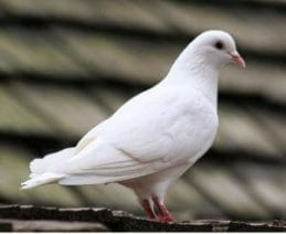 Jenis Burung Di Malaysia Yang Wujud & Popular
