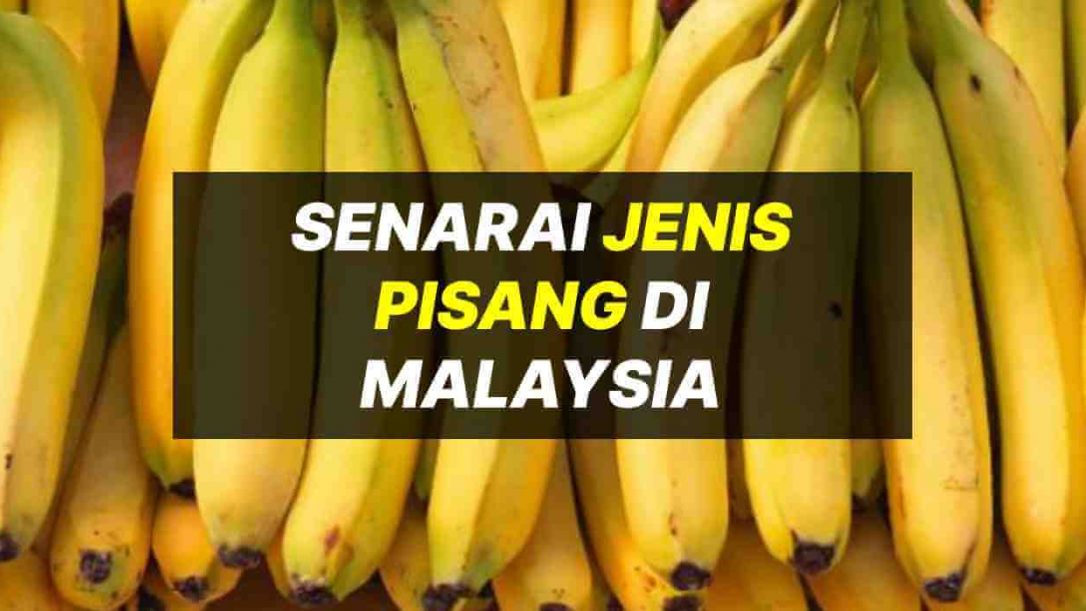 Cara Beli No Pin PTPTN (Online & Kaunter)