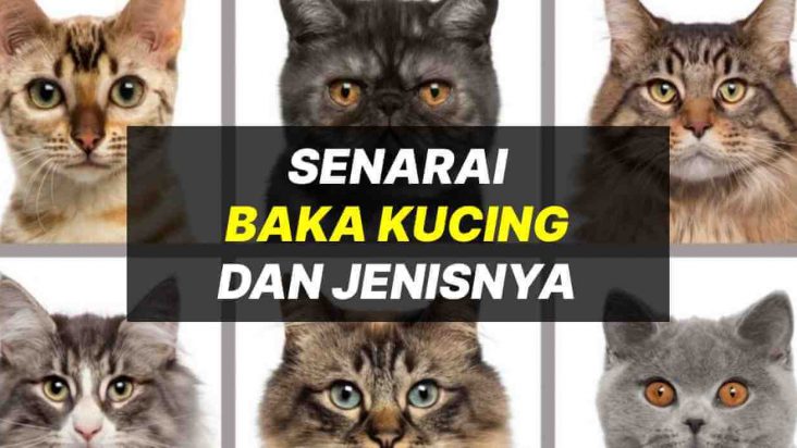 Ini Sebab Kenapa Kucing Bernafas Laju Dan Cara Mengatasinya