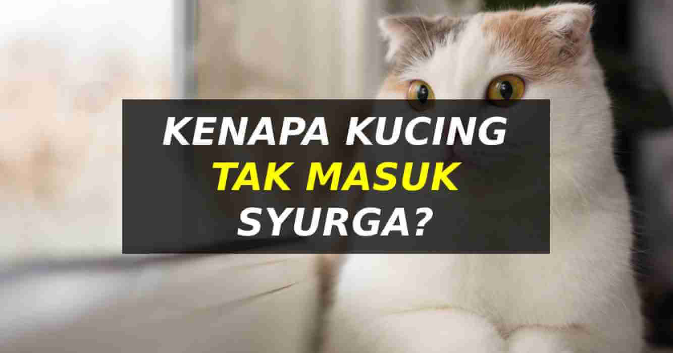 Kenapa Kucing Tak Masuk Syurga