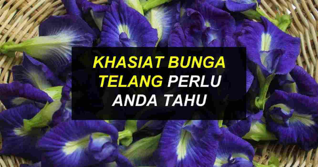 Khasiat Bunga Telang Perlu Anda Tahu